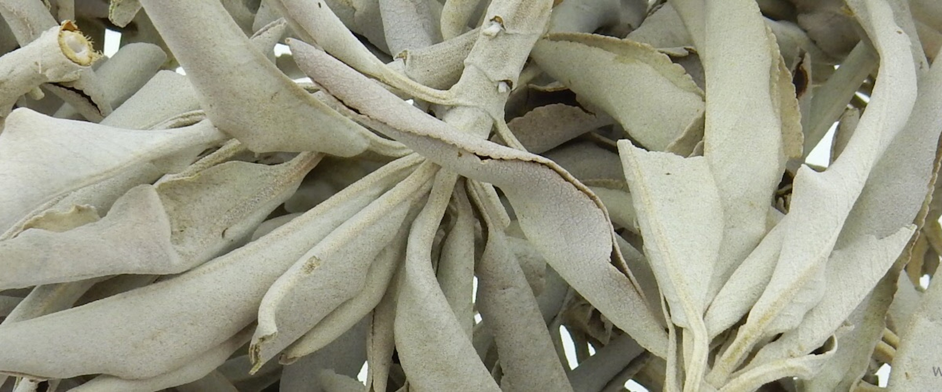 Witte salie kopen? Dat doe je bij de witte salie specialist